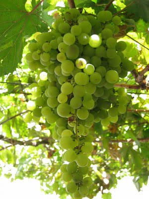 Palomino | Wine Grape Types