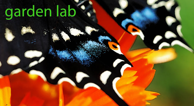 garden lab