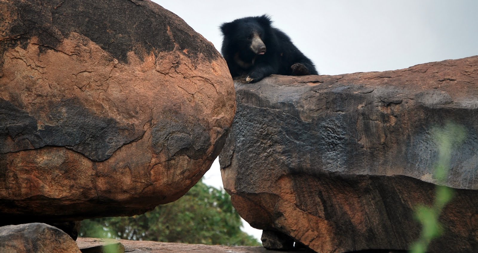 Sloth bears in Daroji - Lakshmi Sharath