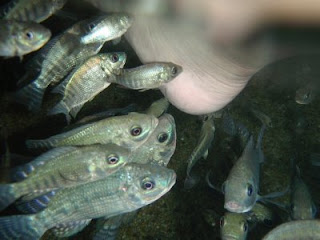 le garra rufa et le chin chin fish