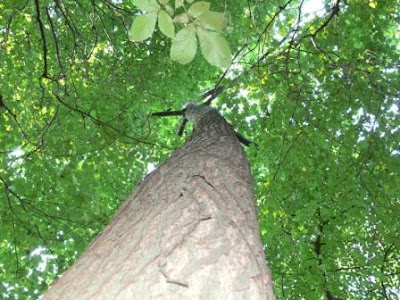 Ohio Birds and Biodiversity: The American Chestnut