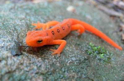 Ohio Birds and Biodiversity: Red Eft