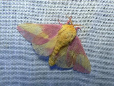 Ohio Birds and Biodiversity: Moths, moths, and more moths