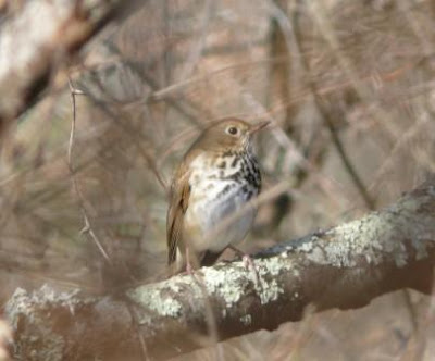 Ohio Birds and Biodiversity: One Tough Thrush