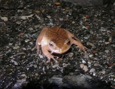 Ohio Birds and Biodiversity: Peeps and Rasps