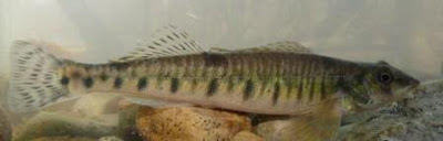 Ohio Birds and Biodiversity: Darters, Part II