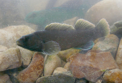 Ohio Birds and Biodiversity: Earth Day Darters