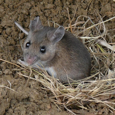Ohio Birds and Biodiversity: White-footed Deer Mouse