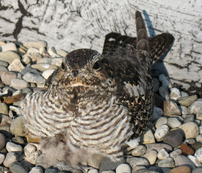 Ohio Birds and Biodiversity: Juvenile Common Nighthawks