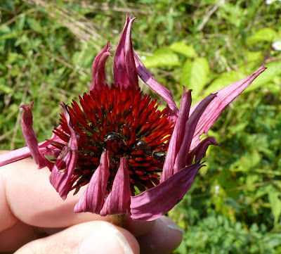 Ohio Birds and Biodiversity: Coneflower-cutting weevil