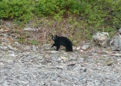 Ohio Birds and Biodiversity: Bears