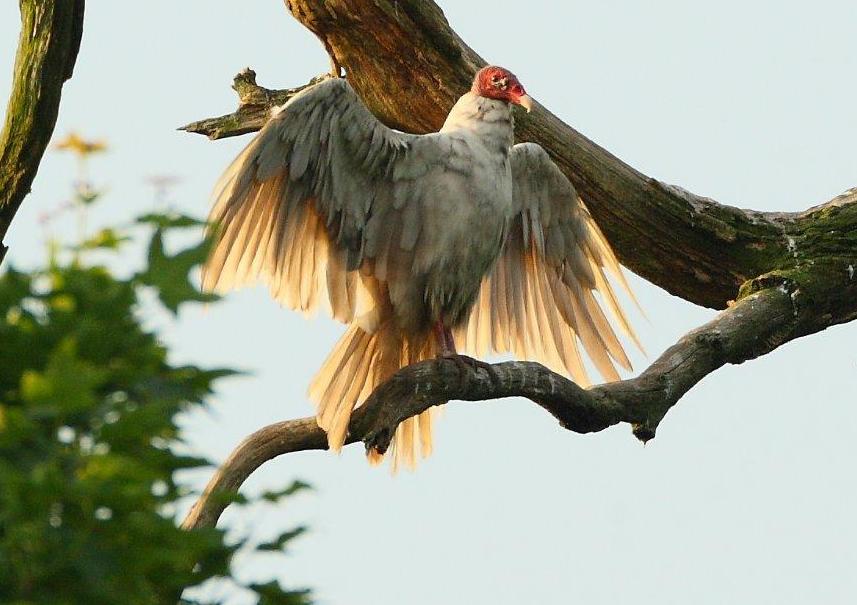 Albino Turkey Vulture