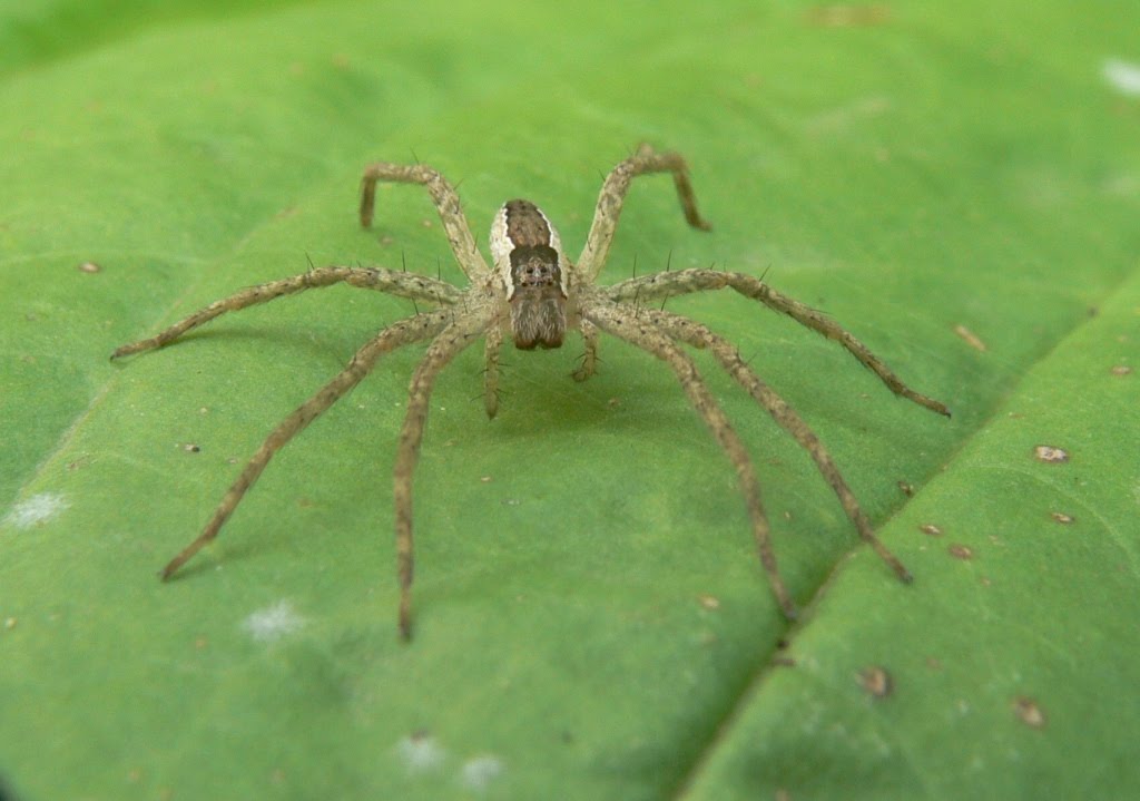 Ohio Birds and Biodiversity: Black-and-yellow Mud Dauber