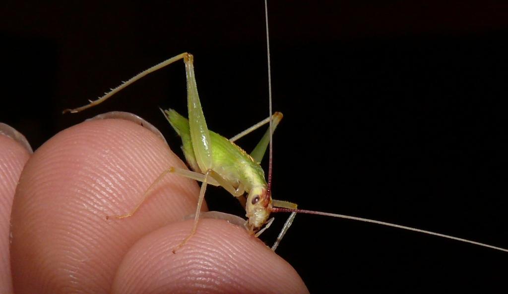 Types Of Crickets In Ohio at Ann Kennedy blog