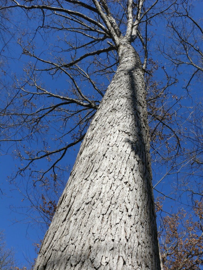 Ohio Birds and Biodiversity: A quick stroll through Gross Woods
