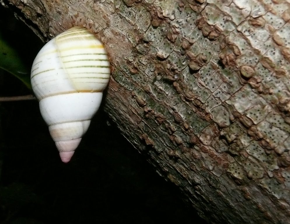 Types Of Snails In Ohio