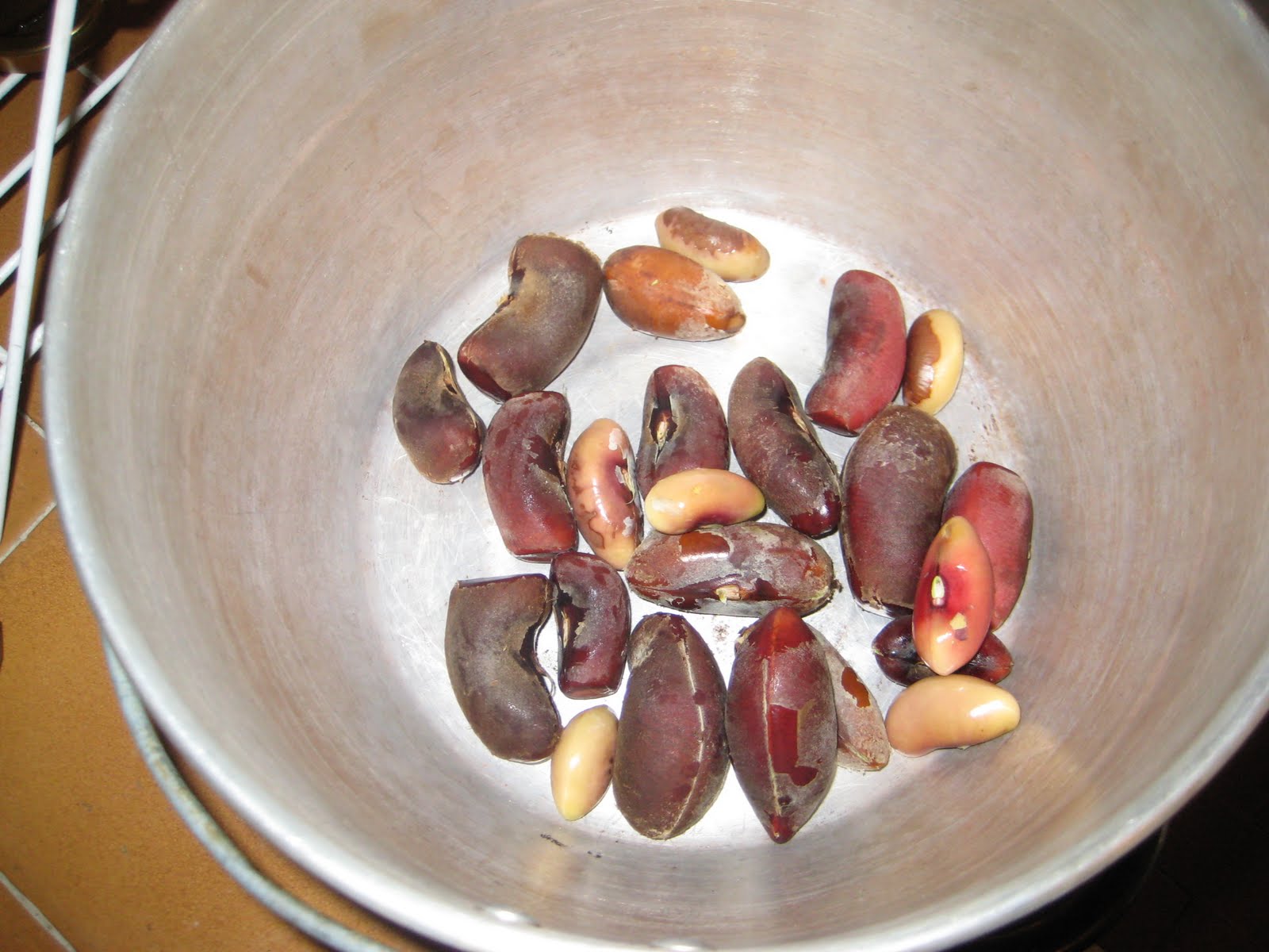 Agrarian Ideas for a Developing World: Balú or Chachafruto