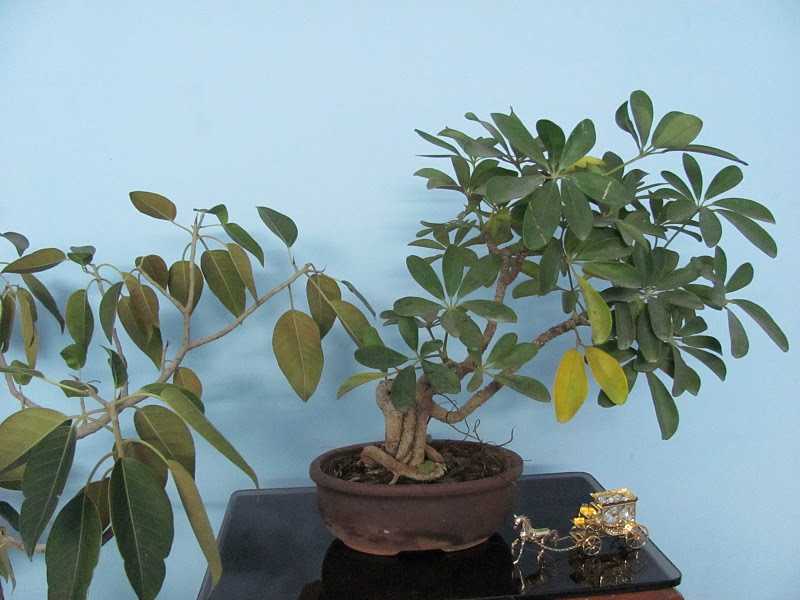 -: Shakan Bonsai
