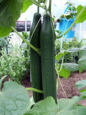 PASSION TOMATES: Concombre grimpant