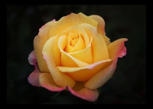 FunLush: Different Color's Of Beautiful ROSES Collection FunLush: Different Color's Of Beautiful ROSES Collection