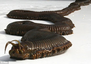 Nature Is Insane!: Giant Polychete Sea Worm Discovered In Britain