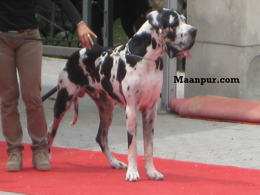 Maanpur Great Danes: GREAT DANE SHOW IN CHINGOLI ITALY