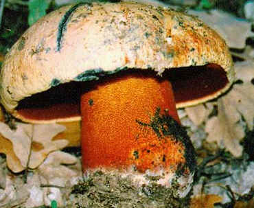 FUNFAIR: Saprotrofia