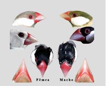 Exóticos do Luís - Braga: Artigos / Utilidades