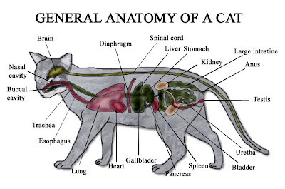 DOKTER HEWAN: Anatomi kucing