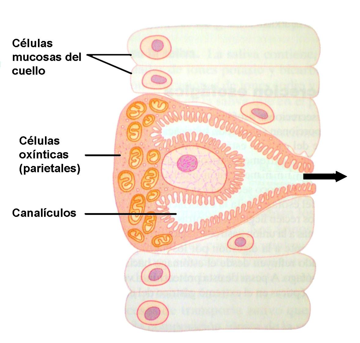 Células Parietales Gástricas; Células Oxinticas