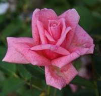 Garden Musings: Griffith Buck Roses for the Midwest