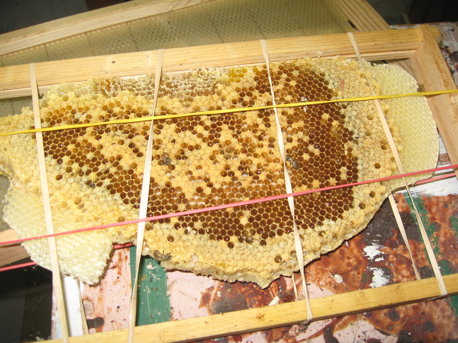 HomeGrown Bees: Cupola Cutout