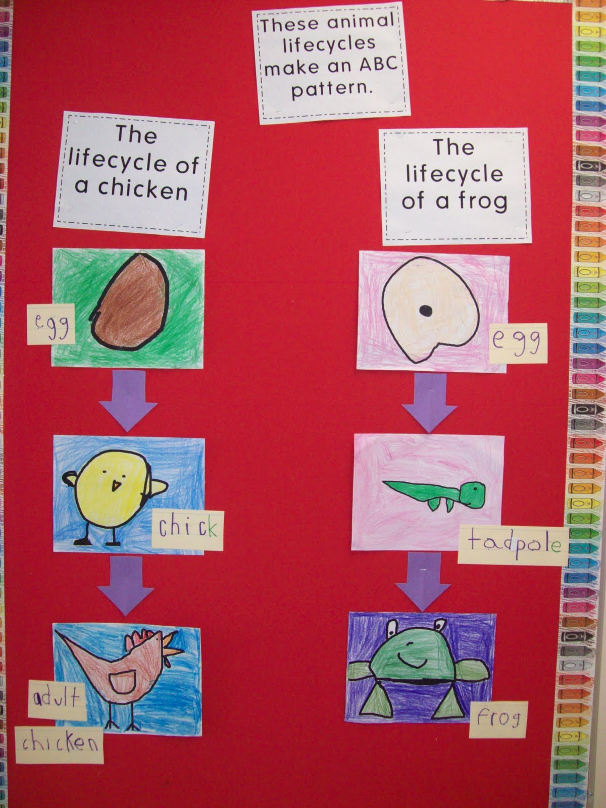Kindergarten Chronicles: A Kindergarten Blog...: Life Cycle Patterns
