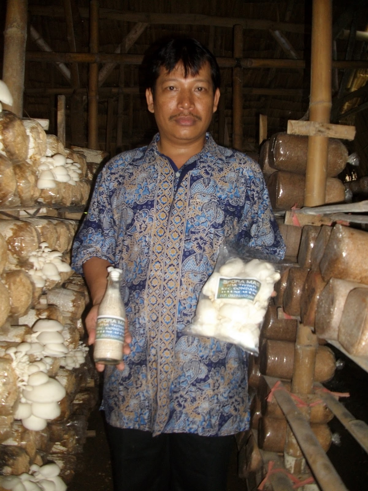 sporamas: Budi Daya Jamur Tiram sporamas: Budi Daya Jamur Tiram