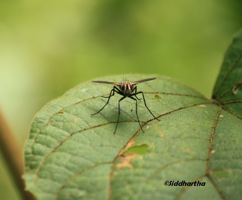 Simply Siddhartha: Insect Life in Dandeli- Anshi Tiger Reserve.