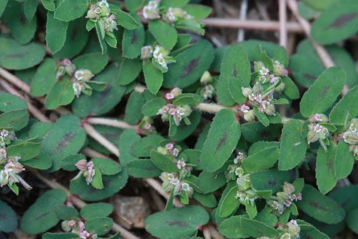 The Clueless Gardeners - A Garden Blog: Spotted Spurge
