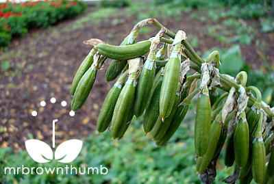 How To Collect Hosta Seeds : MrBrownThumb