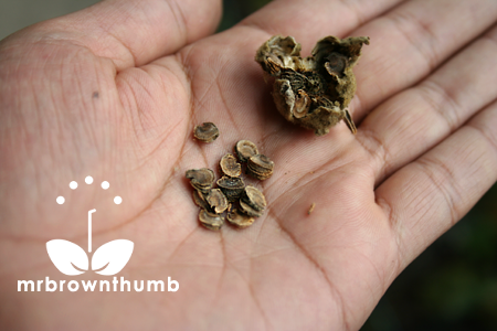 How To Collect Hollyhock Seeds : MrBrownThumb