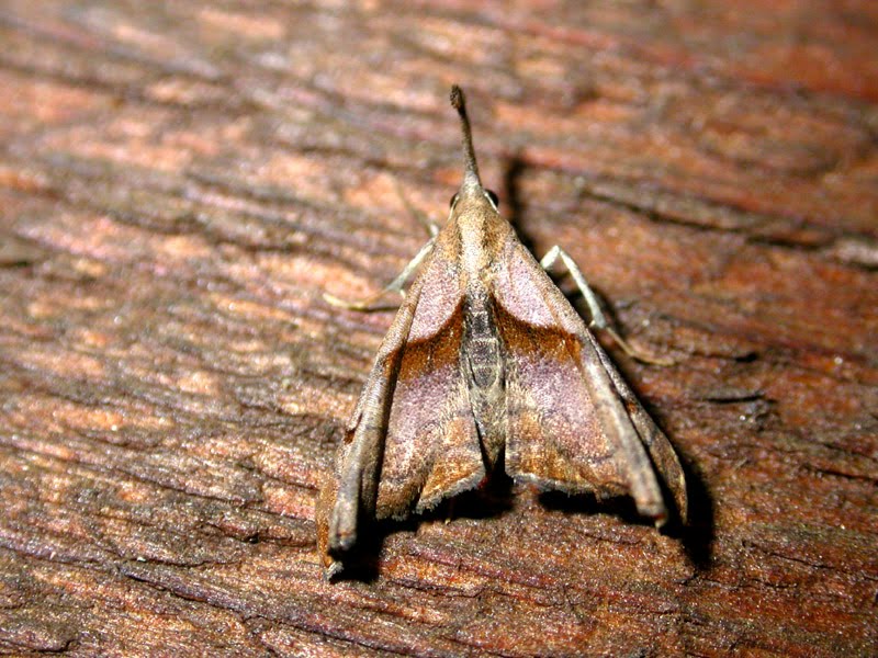 Squirrel's View: Unusual Shaped Moths