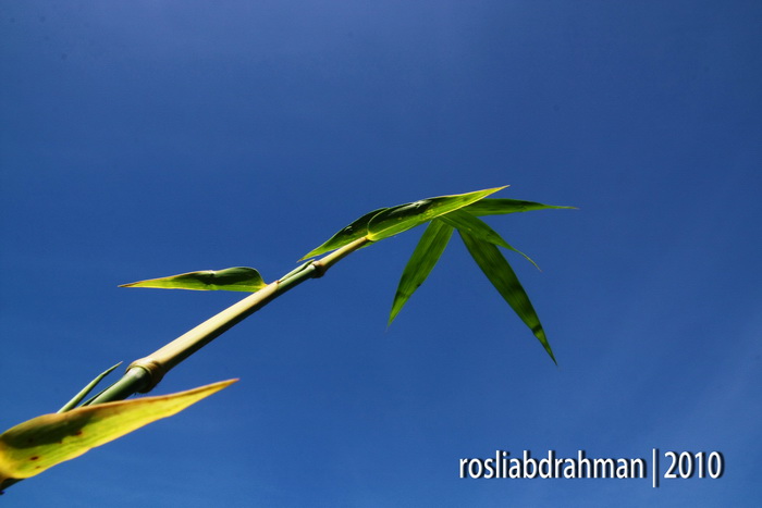 PERJUANGAN PERLU DITERUSKAN: BAMBU or BULUH