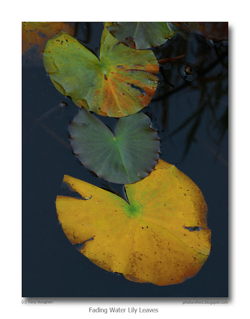 PhotoReflect: Fading water lily leaves