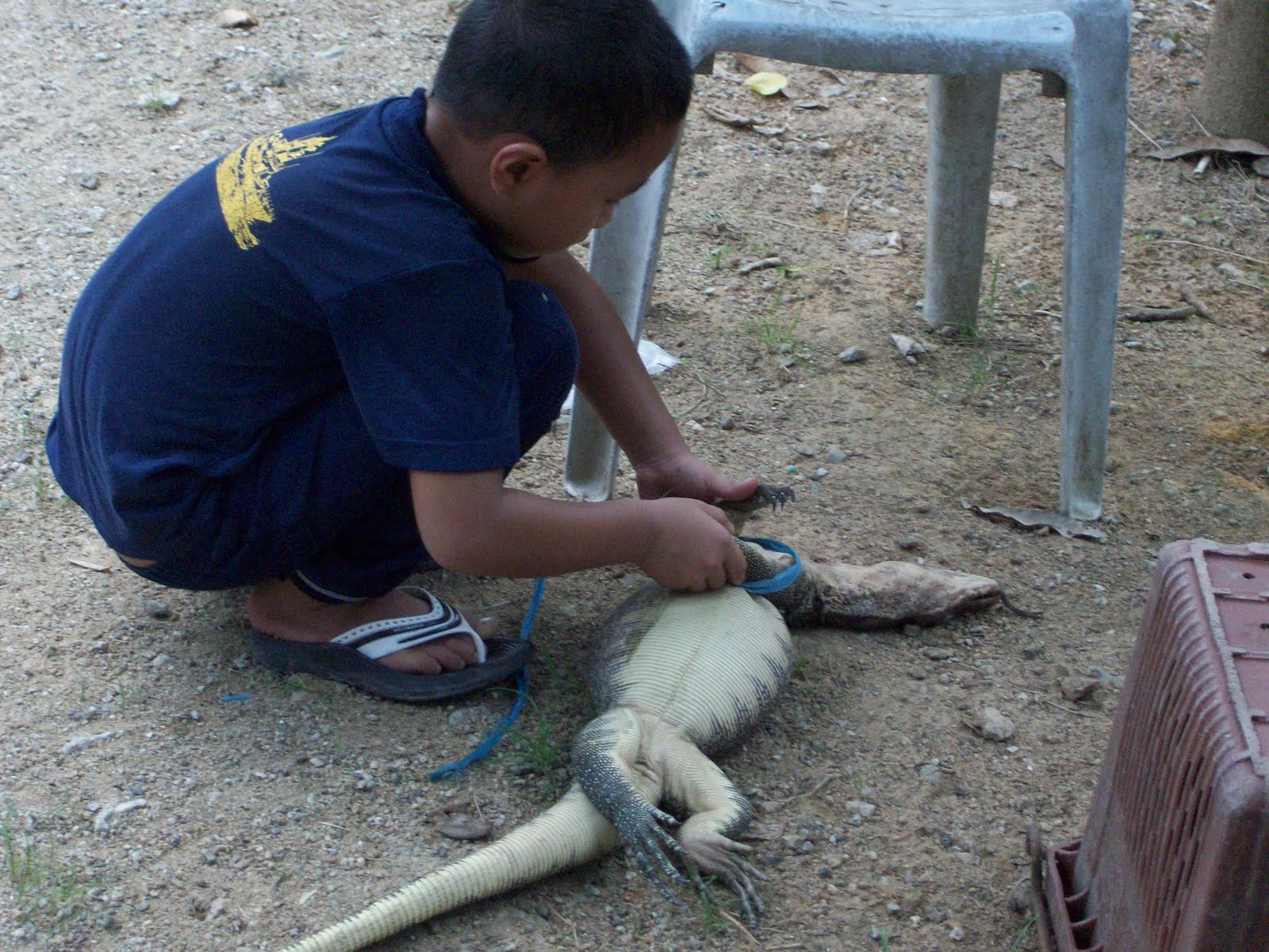 Ternakan Ayam Piru dan Ayam Kampung