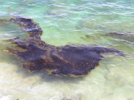 SunnySide Up: Oil and its effects on the ocean wildlife