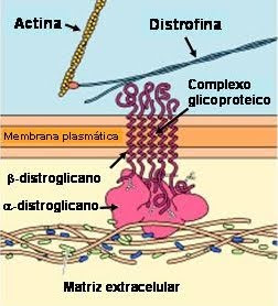 Diário Patolólogico: Distrofia Muscular de Duchenne