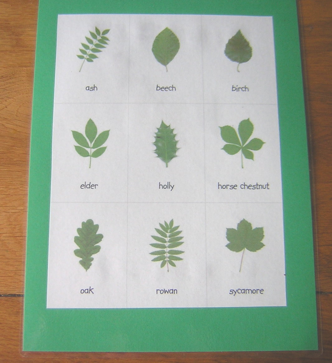 Two Little Seeds: Classifying Leaves And Sorting Autumn Treasures