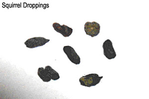 OFFL: Squirrel Poop has 286,000 results.