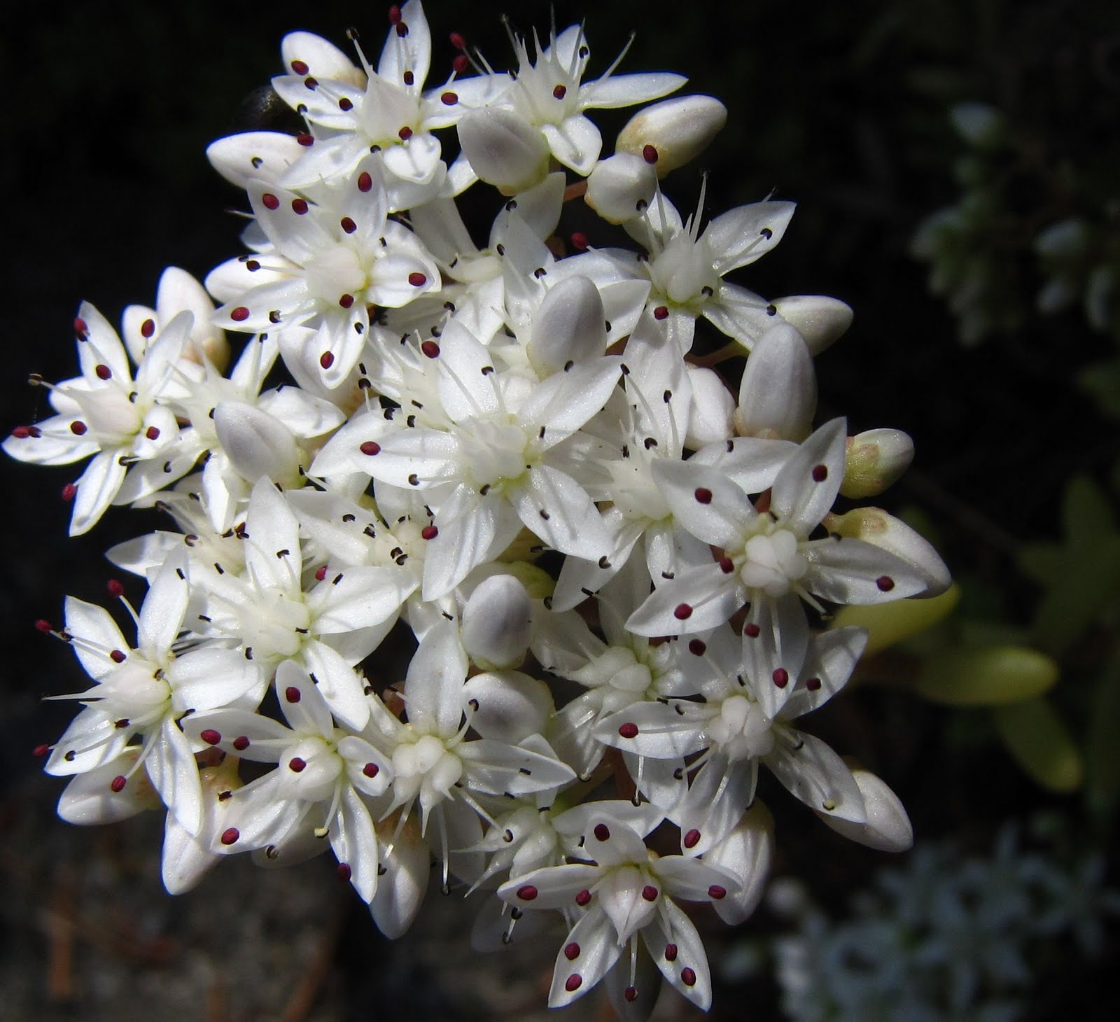 Beta Tauri: Peak Groundcover Performance