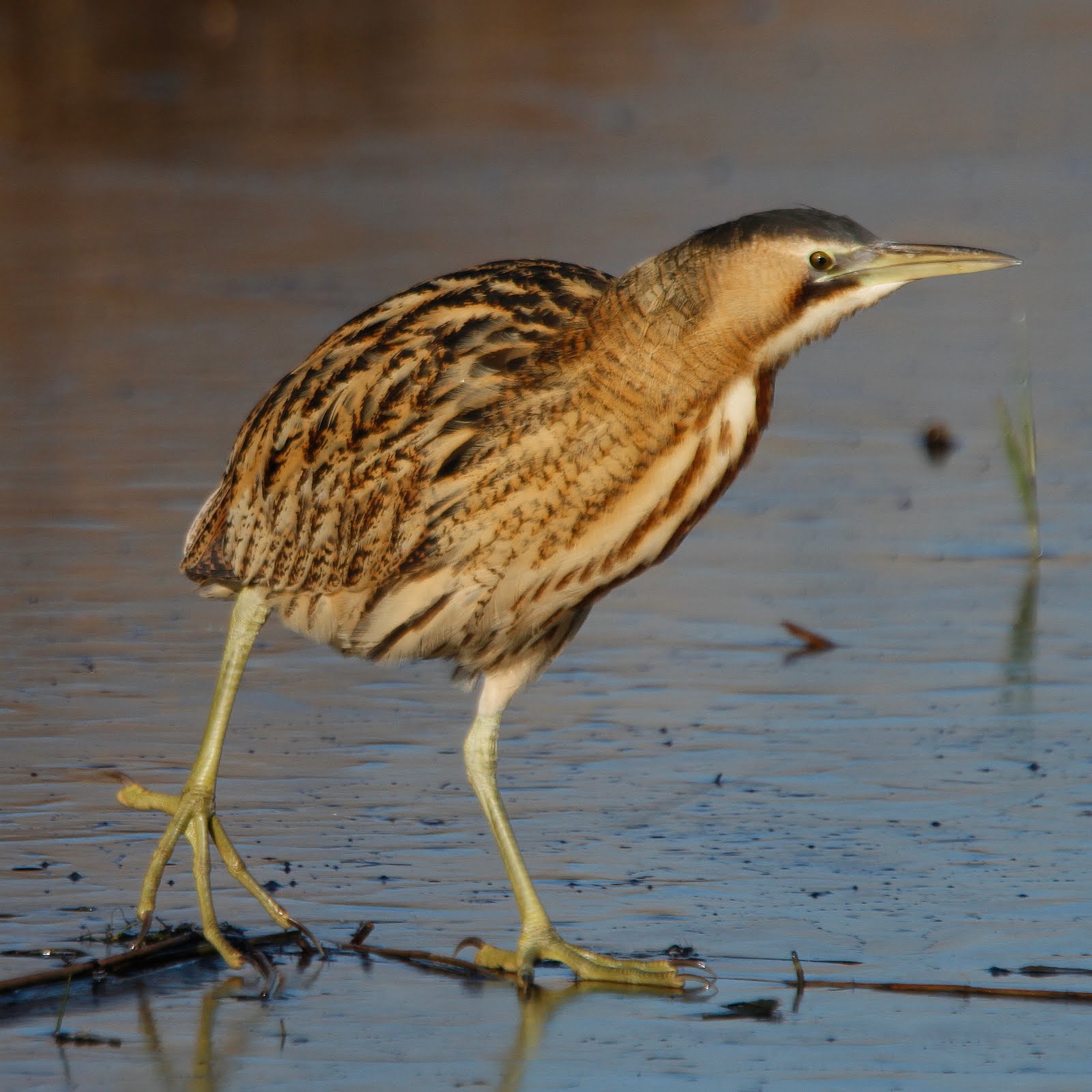 South Wales Birding.: Bitterns @KNNR today