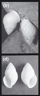 The Other 95%: One Snail Species Prefers to Do It Anti-Chiral