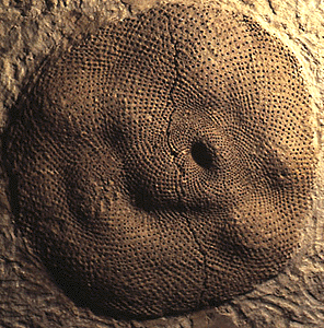 The Other 95%: Spineless Song of Week - Receptaculites